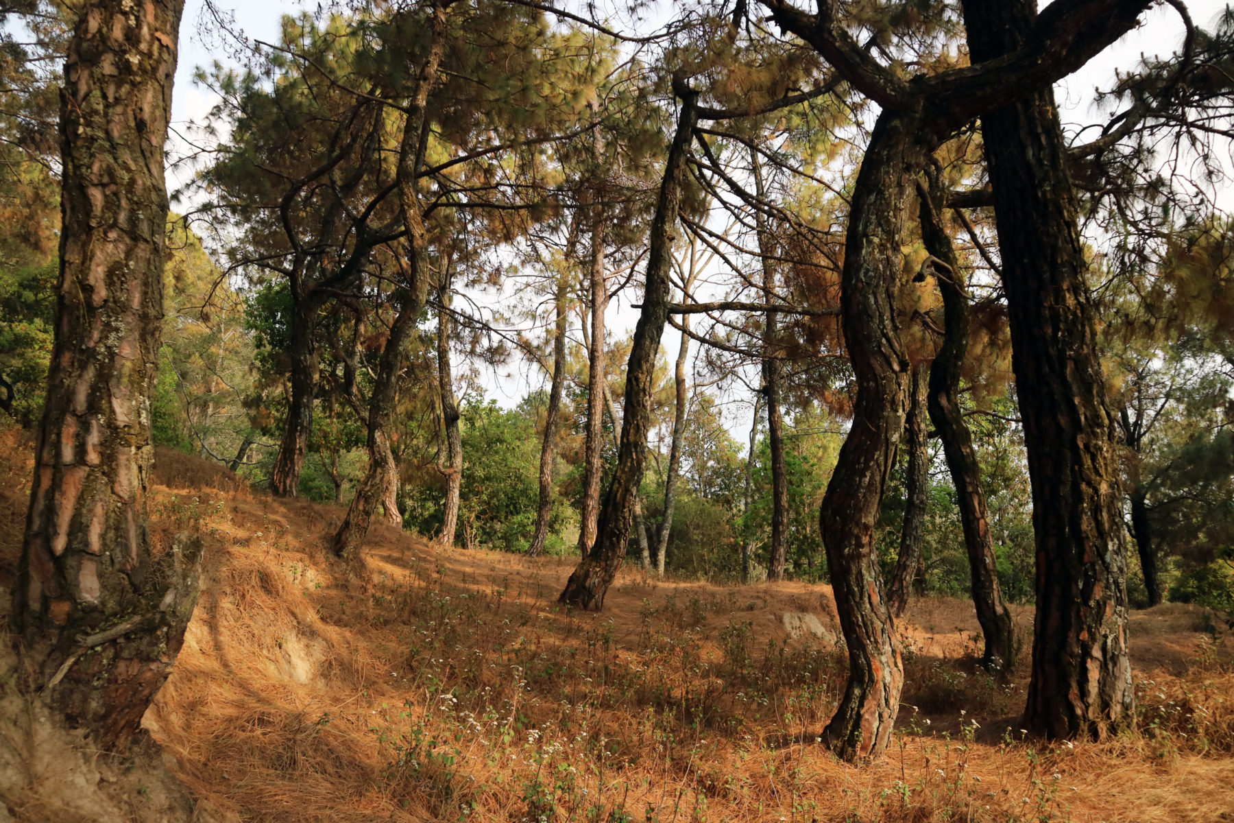 Shivapuri National Park: Hiking in Kathmandu ⋆ Full Time Explorer